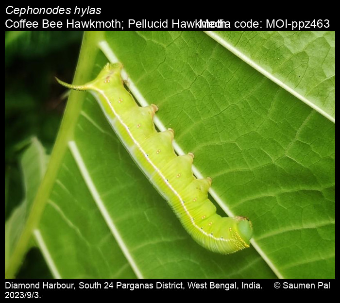 Cephonodes hylas (Linnaeus, [1771]) - Coffee Bee Hawkmoth; Pellucid Hawkmoth | Moths